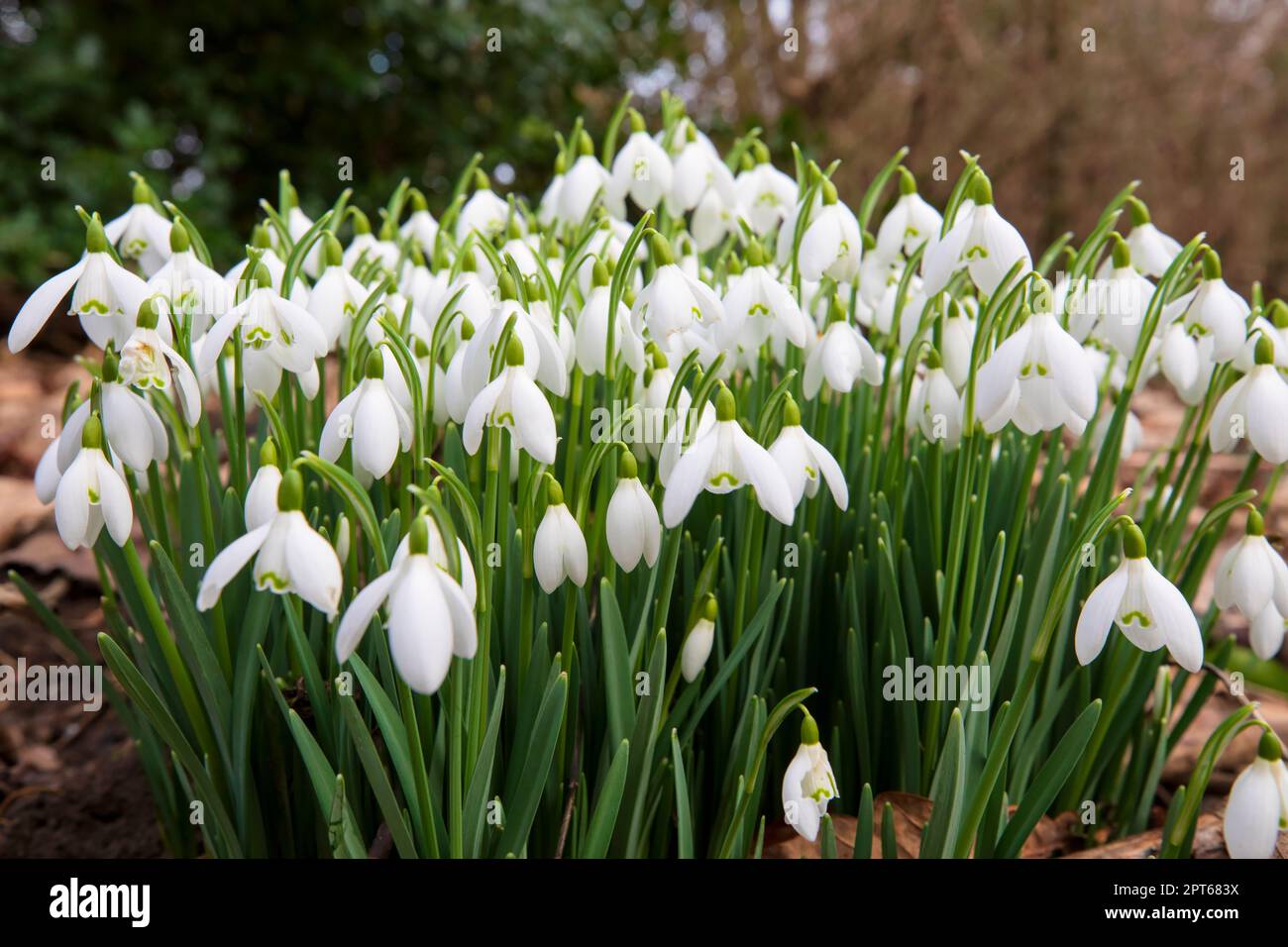 Snowdrops in early spring, Wensleydale, North Yorkshire. Snowdrops ...