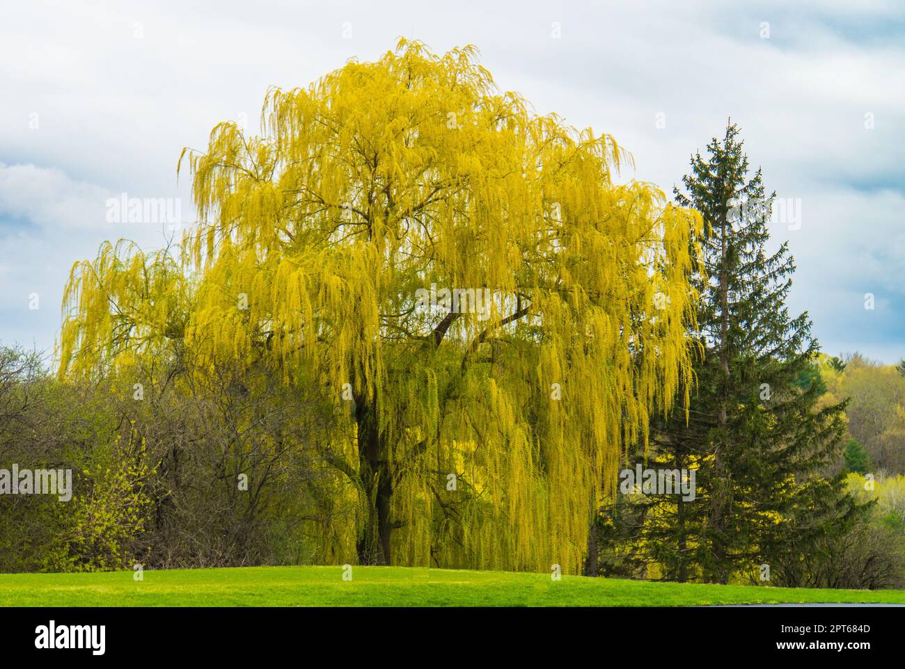 beautiful Weeping Willows with their yellow green long branches draping ...