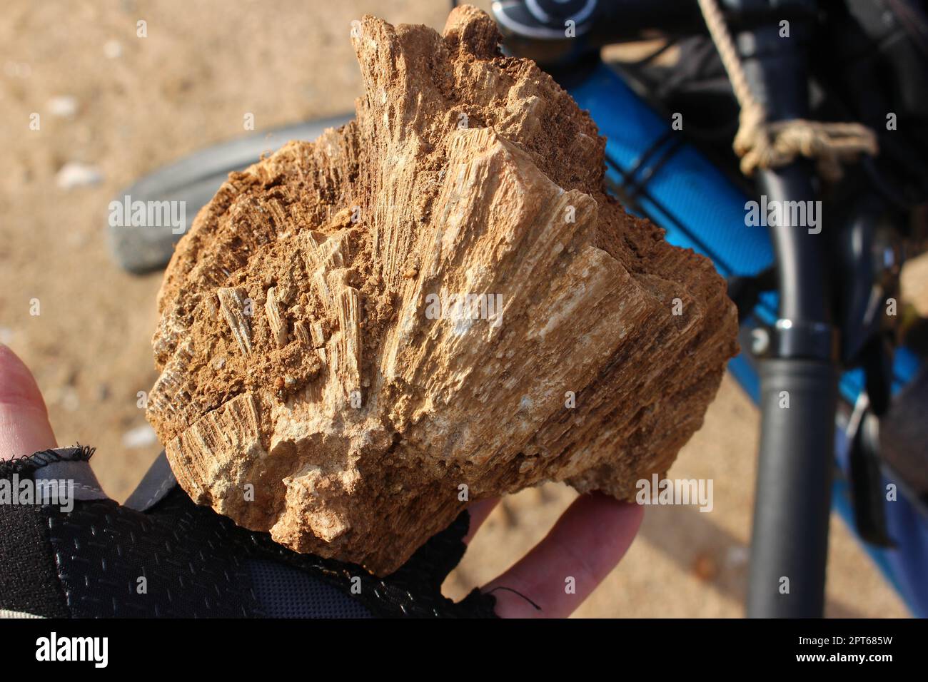 Fossilized fossil specimen of the Chaetetes sponge in hand ...