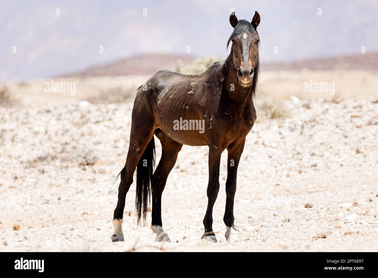 Wild horse (Equus caballus), Namib horse, Garub, Namibia Stock Photo ...