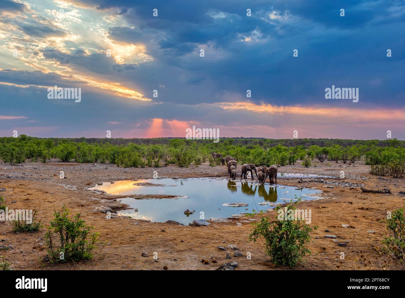 African elephants (Loxodonta africana), Moringa waterhole, Camp Halali ...