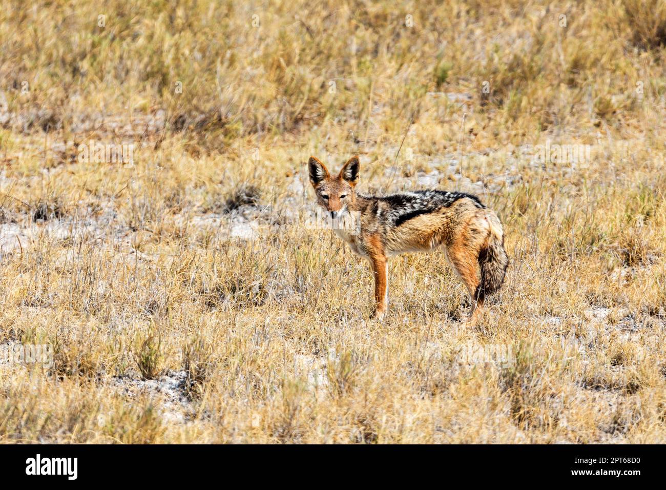 Black-backed jackal (Lupulella mesomelas), Etosha National Park ...