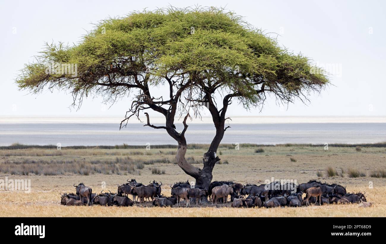 Wildebeests (Connochaetes), herd of wildebeest, in the shade under ...
