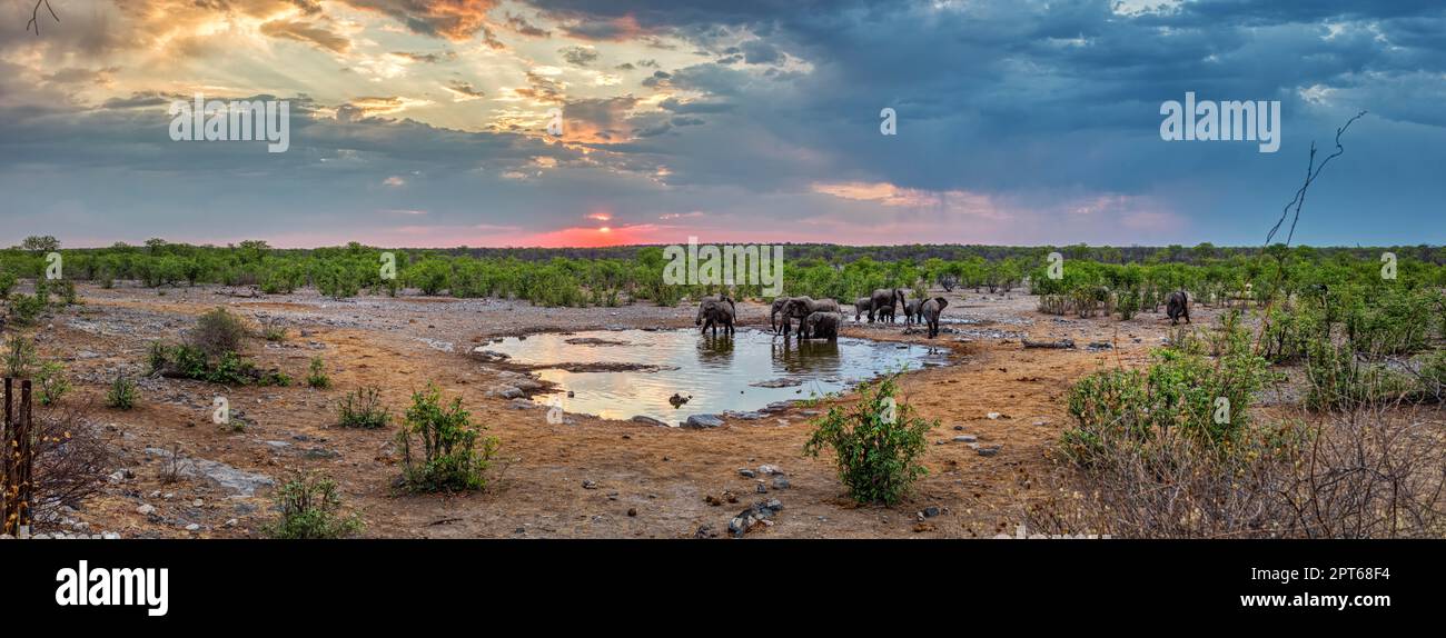 African elephants (Loxodonta africana), Moringa waterhole, Camp Halali ...