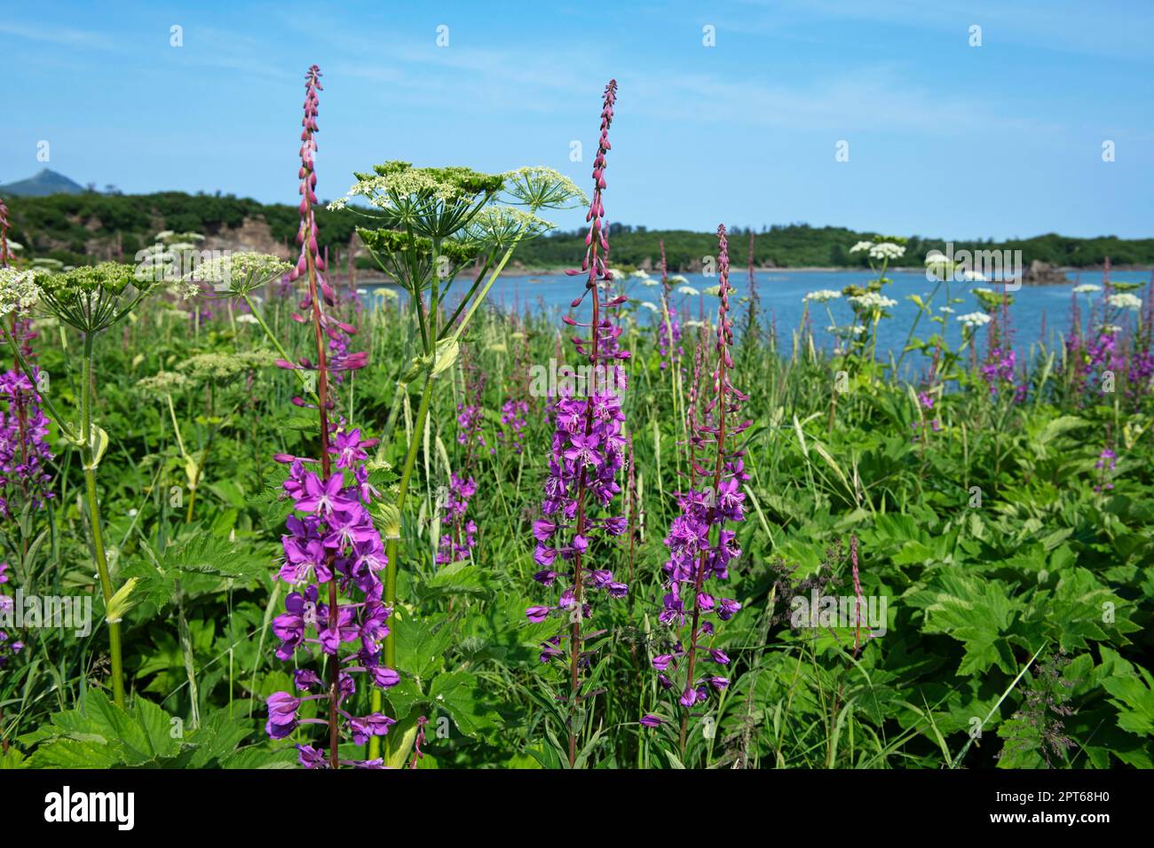 Fireweed (Chamaenerion angustifolium), narrow-leaved willowherb, Katmai ...