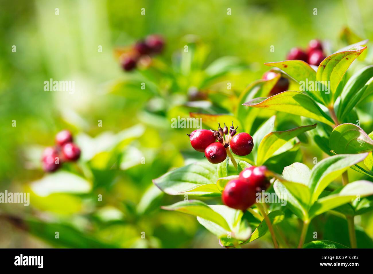 Alaska red berries hi-res stock photography and images - Alamy
