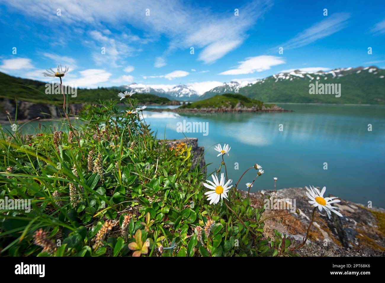 Garden of Eden with view over Kukak Bay to Kukak Volcano, Mount Steller ...
