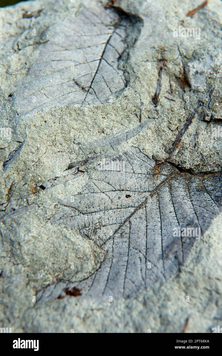 Leaf print clay hi-res stock photography and images - Alamy