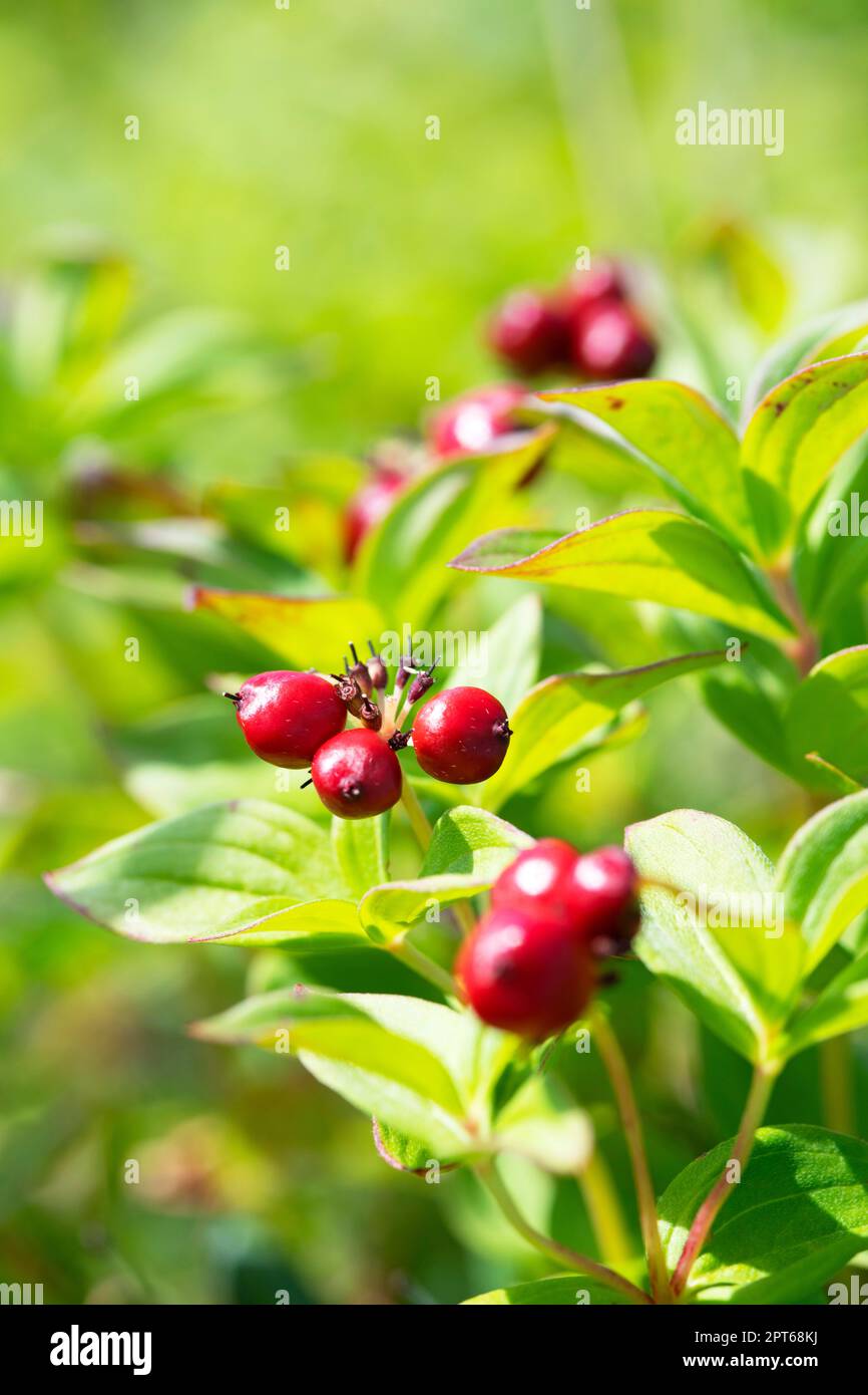 Alaska red berries hi-res stock photography and images - Alamy