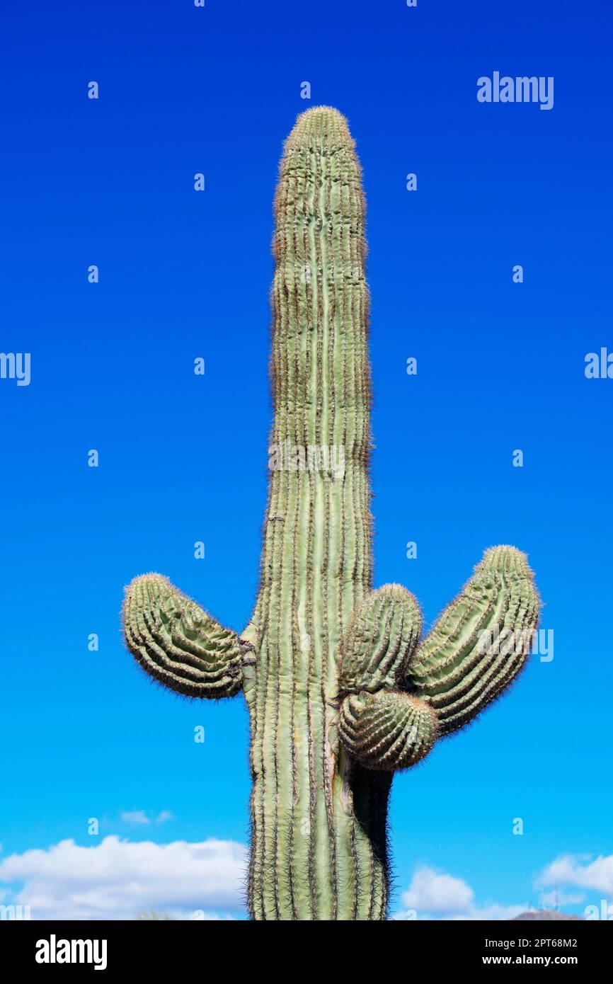 Arizona prickly cactus hi-res stock photography and images - Alamy