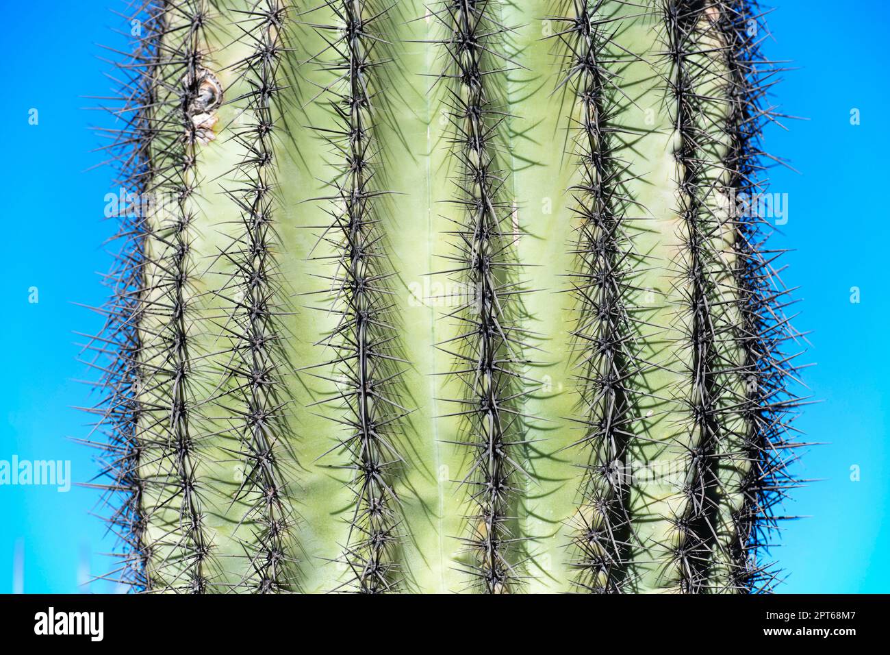 Arizona prickly cactus hi-res stock photography and images - Alamy