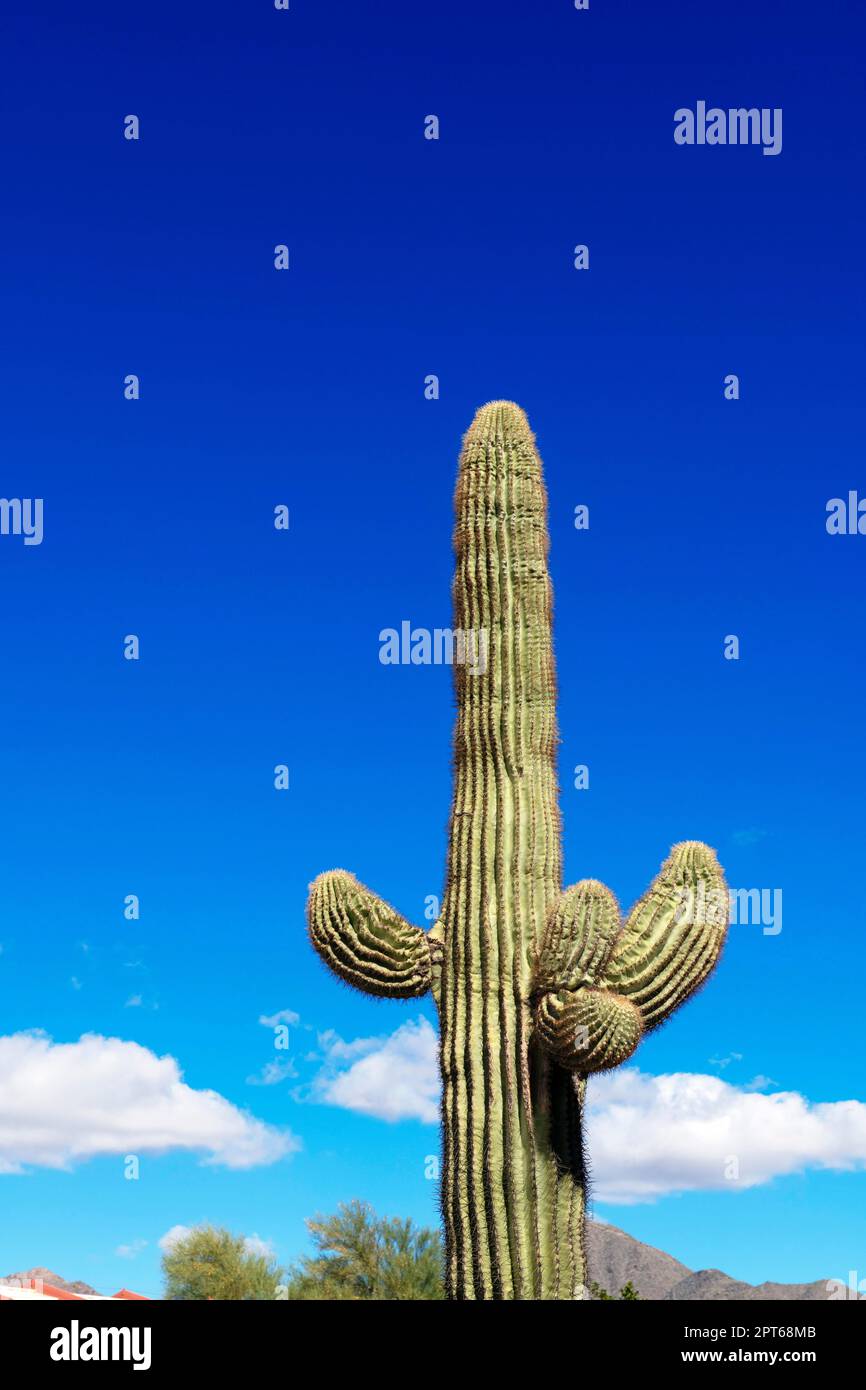 Phoenix cactus hi-res stock photography and images - Alamy
