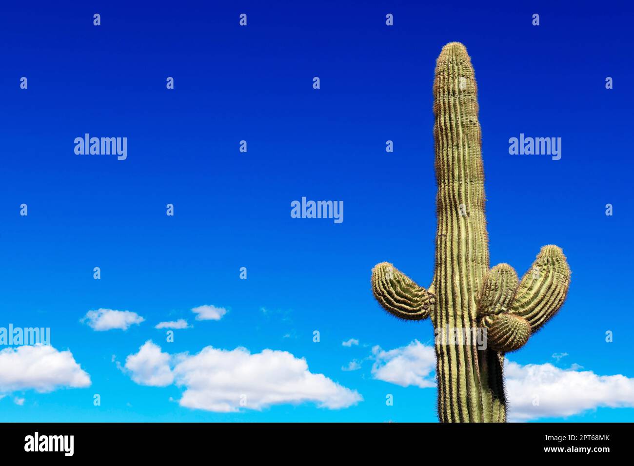 Cactus columnar hi-res stock photography and images - Alamy