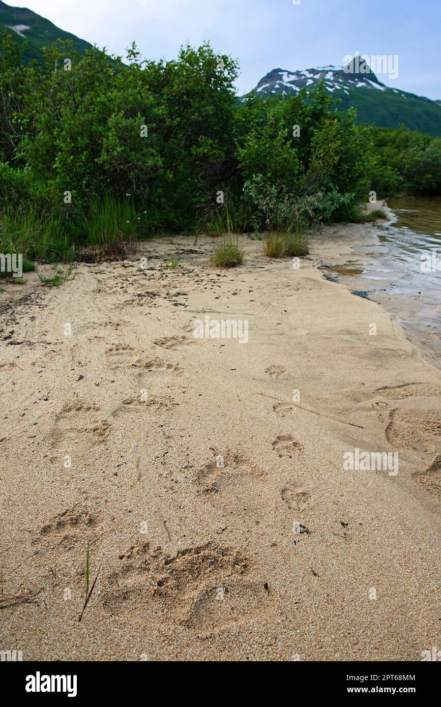 Bear tracks in Kukak Bay, Katmai National Park, Alaska, USA Stock Photo ...
