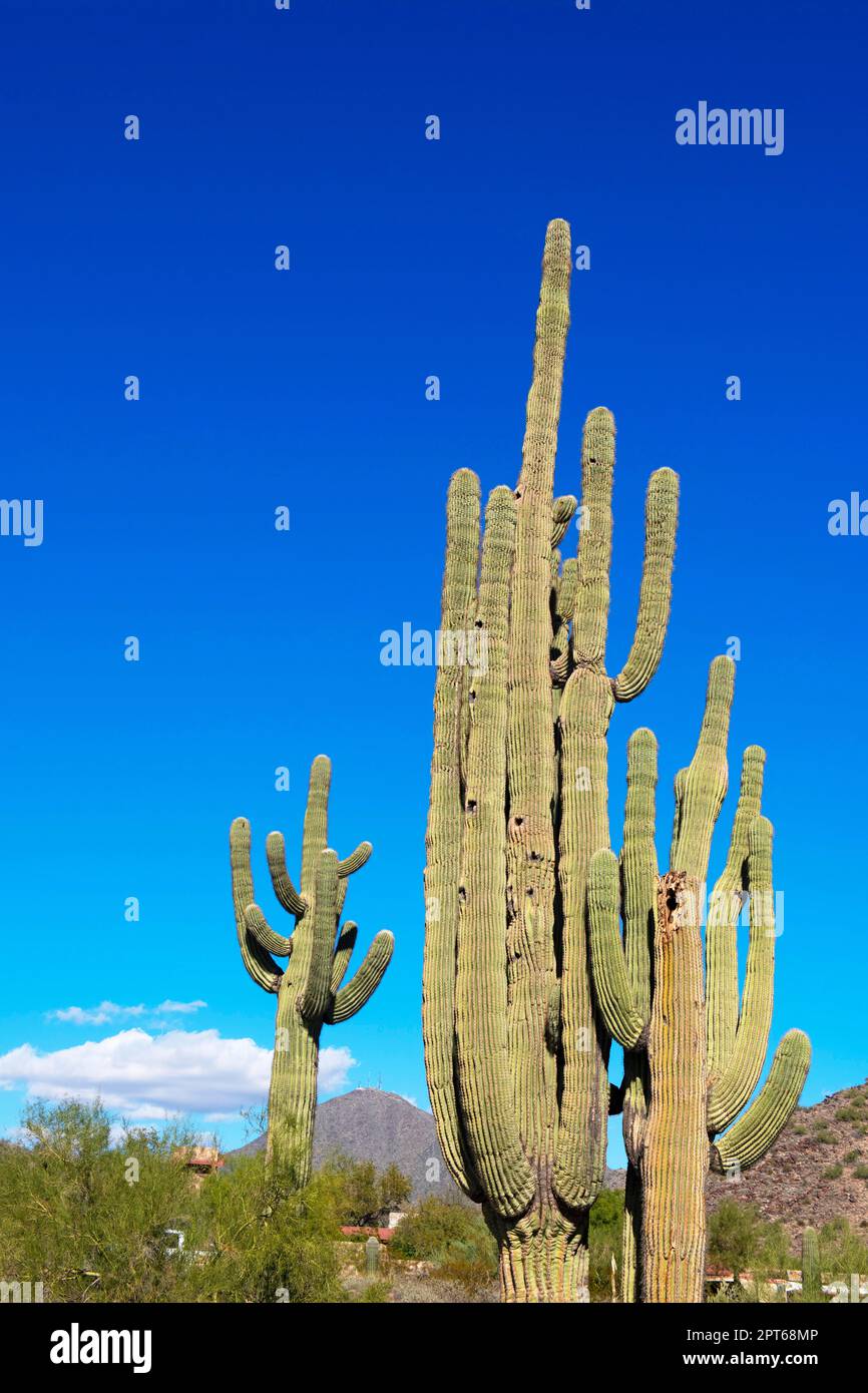 Phoenix cactus hi-res stock photography and images - Alamy