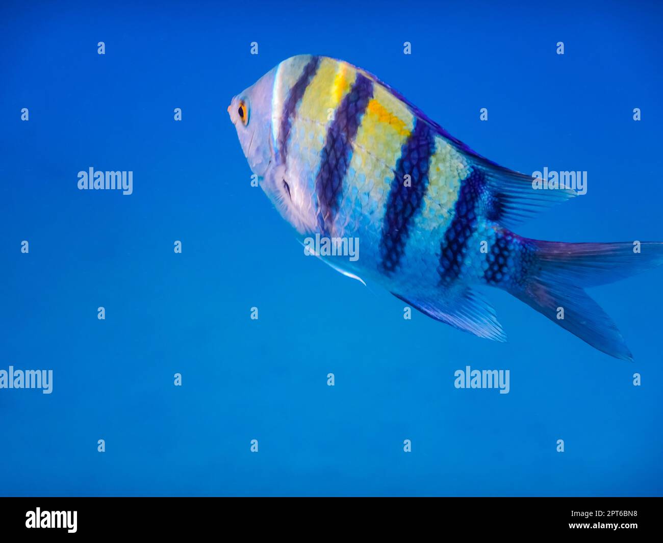 single indopazific sergeant fish swimming in deep blue water in egypt ...