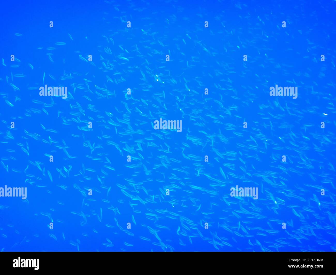 thousands of little fishes in deep blue water while diving in egypt ...