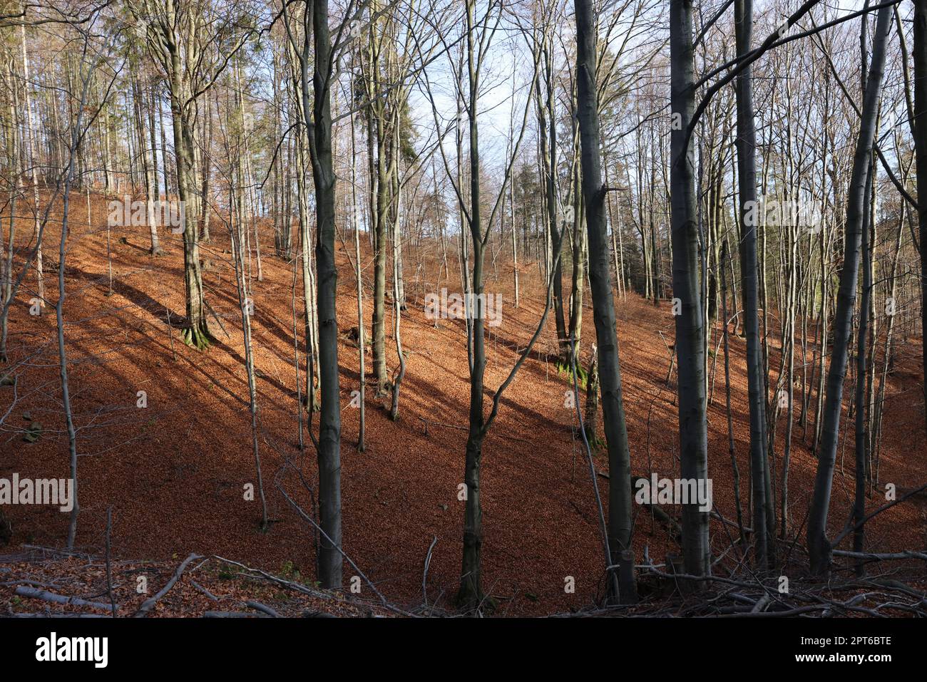 silver-beech tree trunks against the dry leaves Stock Photo - Alamy