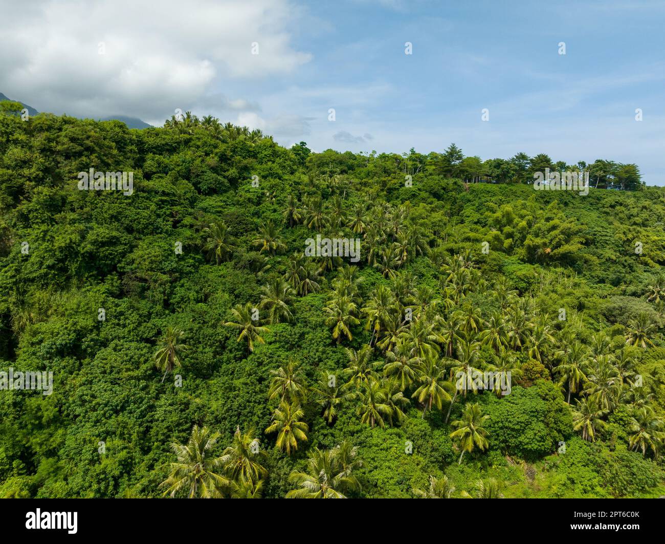 Top down view of the tropical forest jungle Stock Photo - Alamy