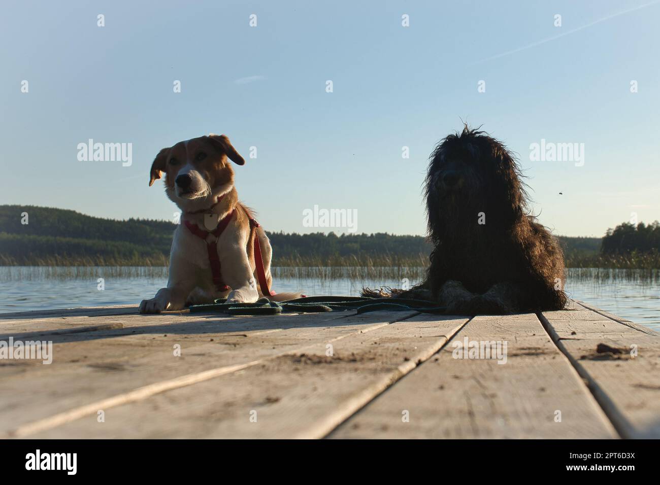 Dog lovers lying on a jetty and looking at the lake in Sweden ...