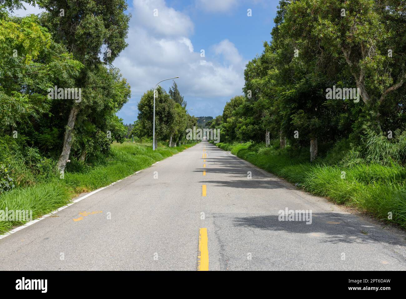 Asphalt road with trees on the side Stock Photo - Alamy