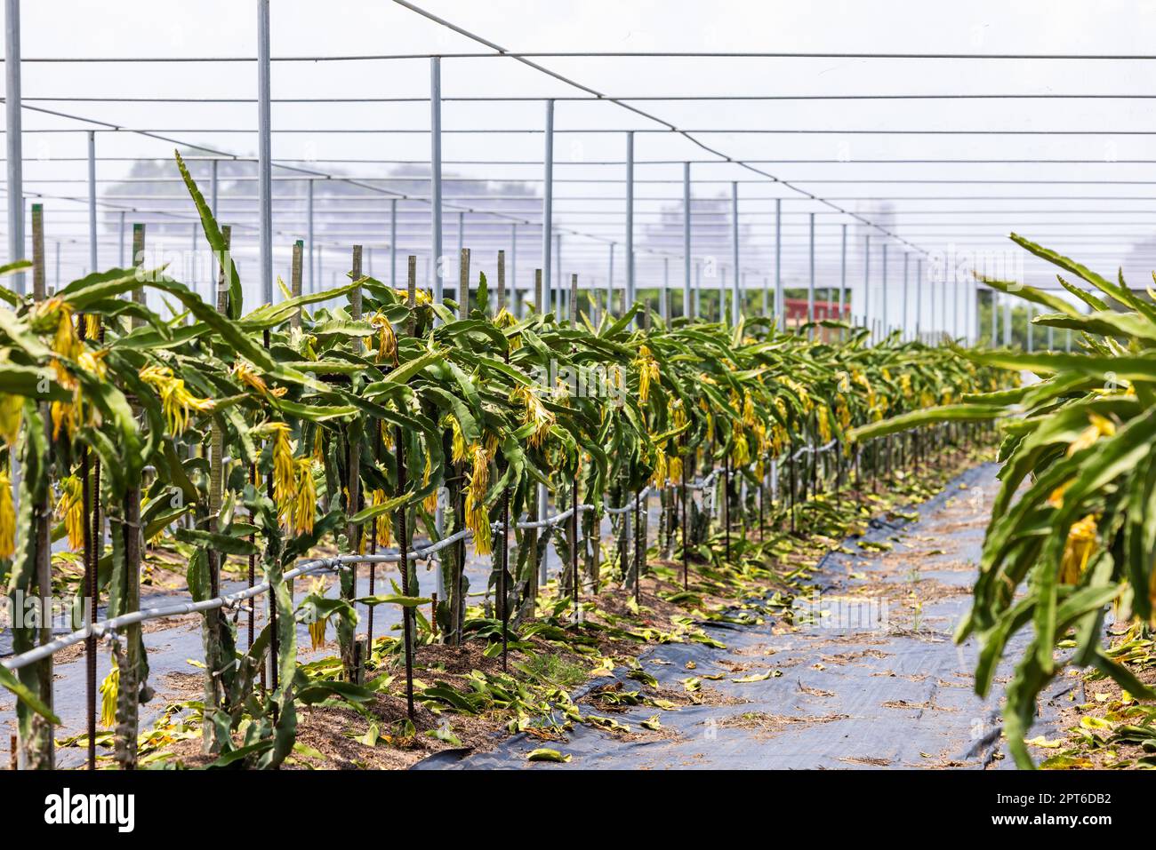Dragon fruit farm in greenhouse Stock Photo - Alamy
