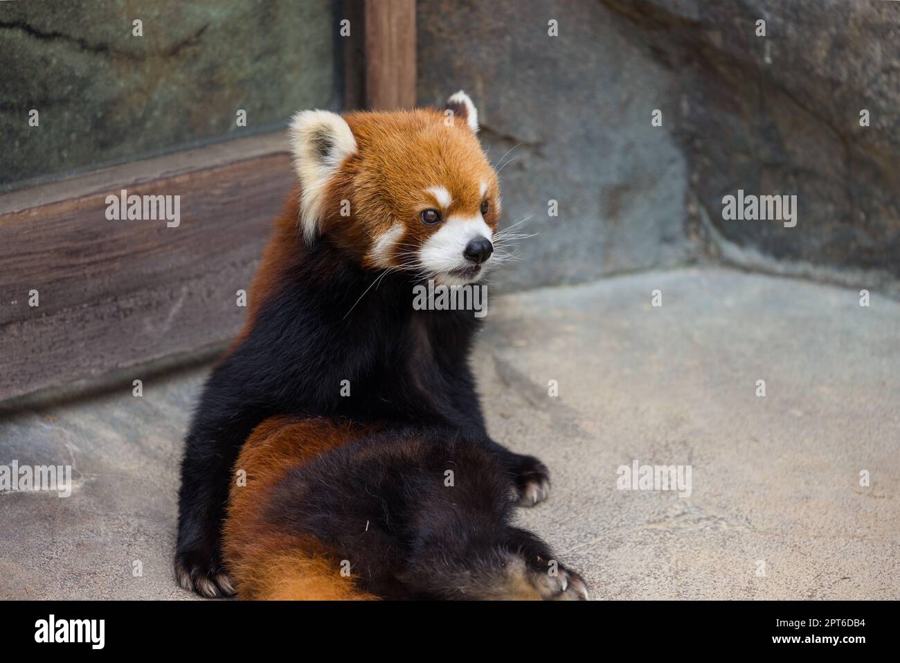 Red panda in zoo park Stock Photo - Alamy