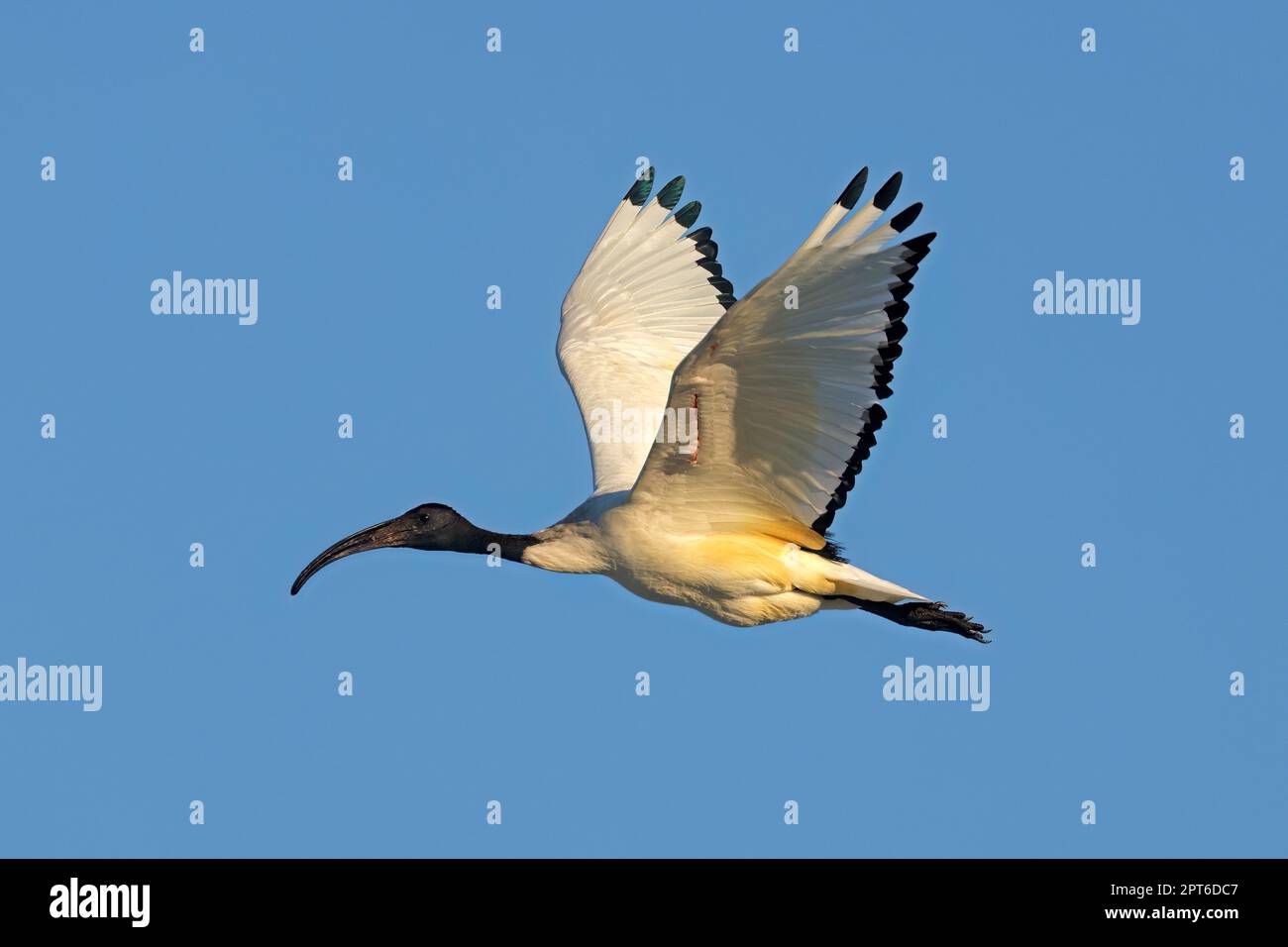 An African sacred Ibis (Threskiornis aethiopicus) in flight with open ...