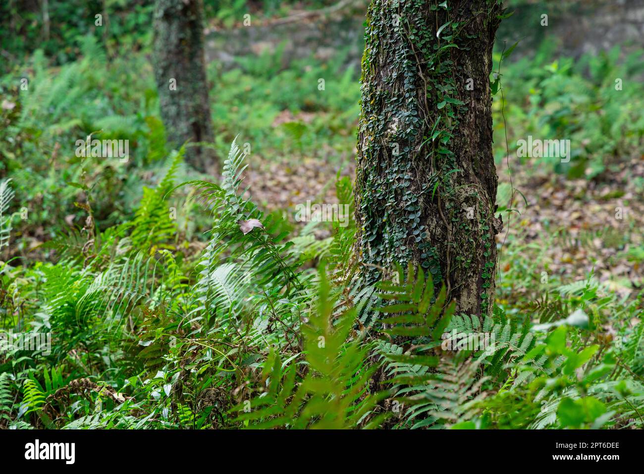 Vine glow over the tree trunk Stock Photo - Alamy