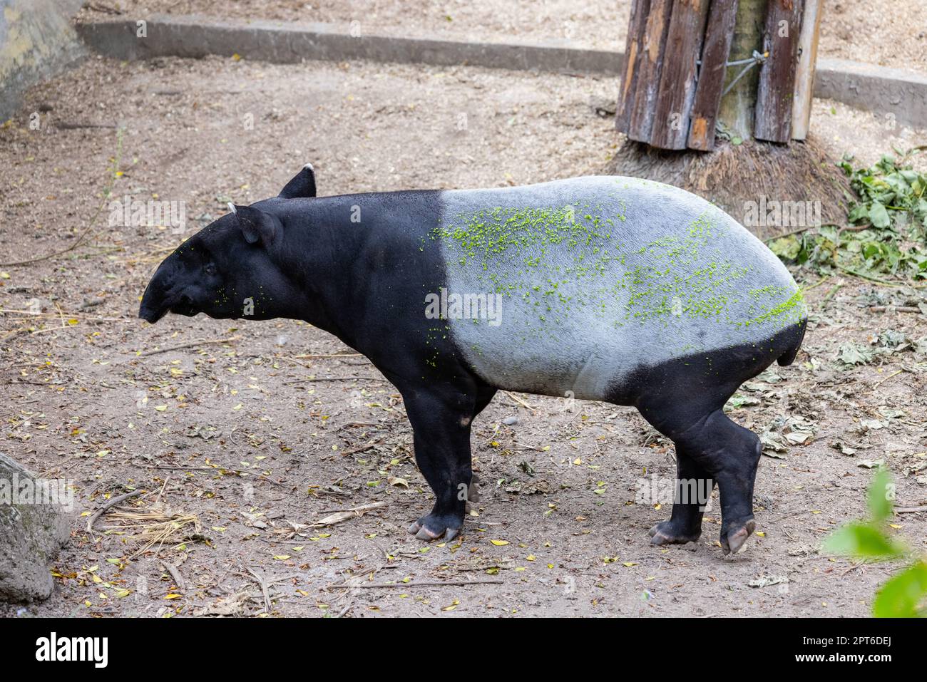 Malayan tapir in zoo hi-res stock photography and images - Alamy