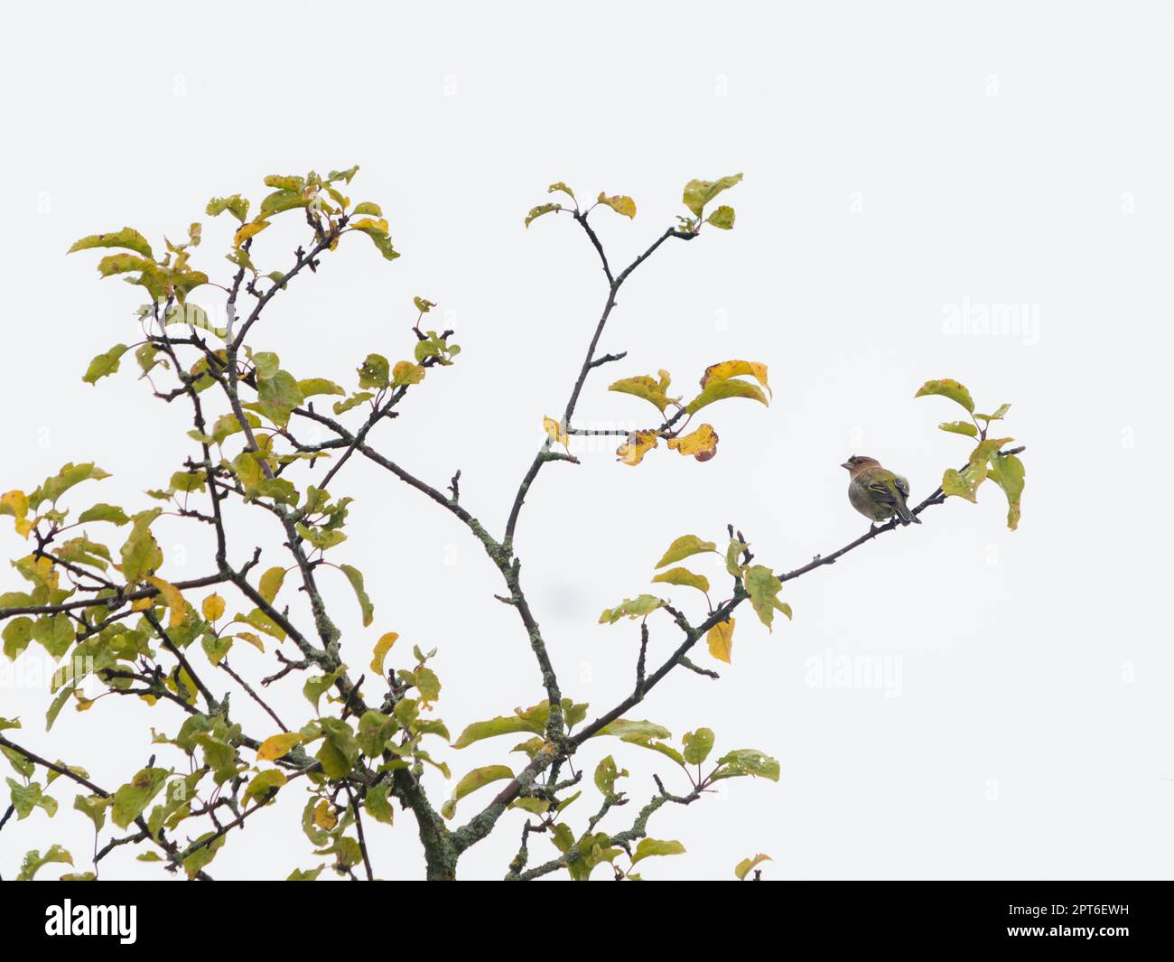 Beautiful little bird sitting on a tree branch Stock Photo - Alamy