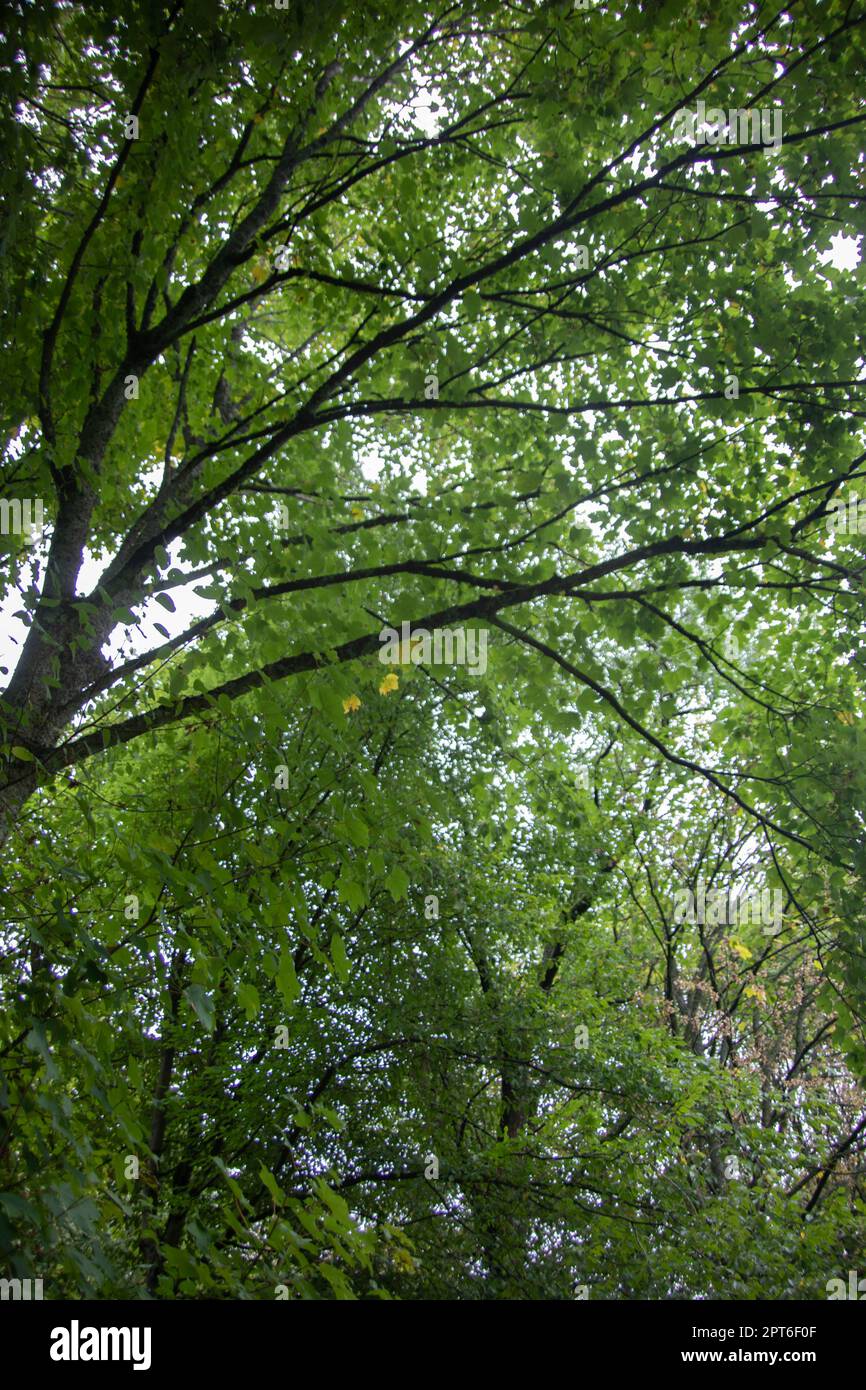 green canopy of a maple tree in summer Stock Photo - Alamy