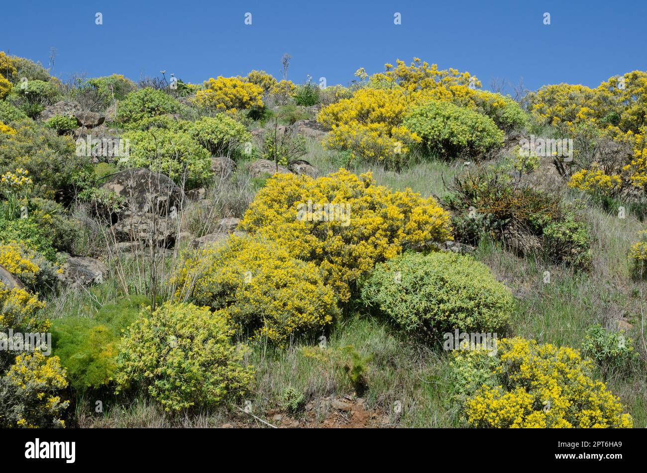 Thicket with Teline microphylla in flower and Euphorbia regis-jubae ...