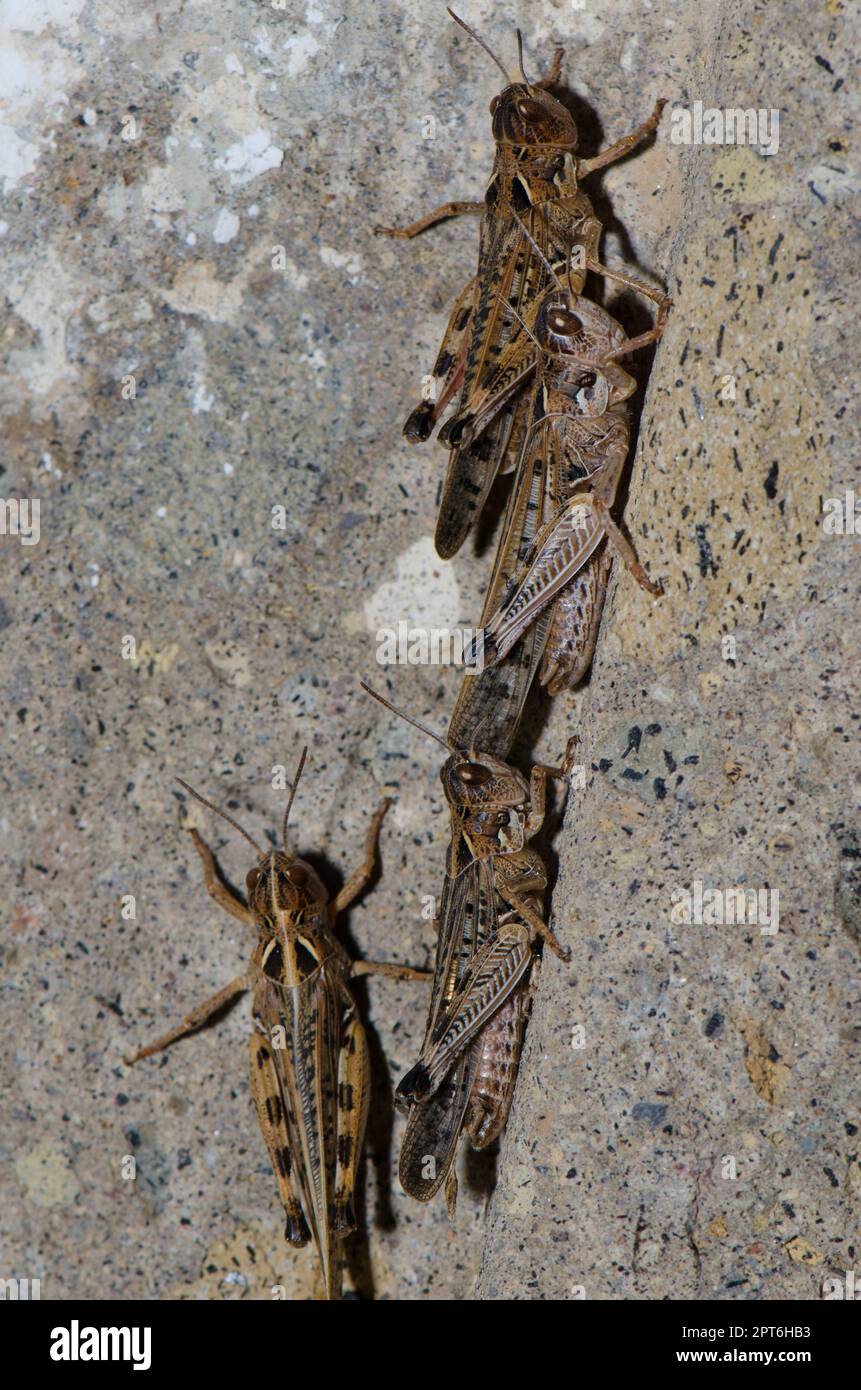 Moroccan locusts Dociostaurus maroccanus. Cruz de Pajonales. Integral ...