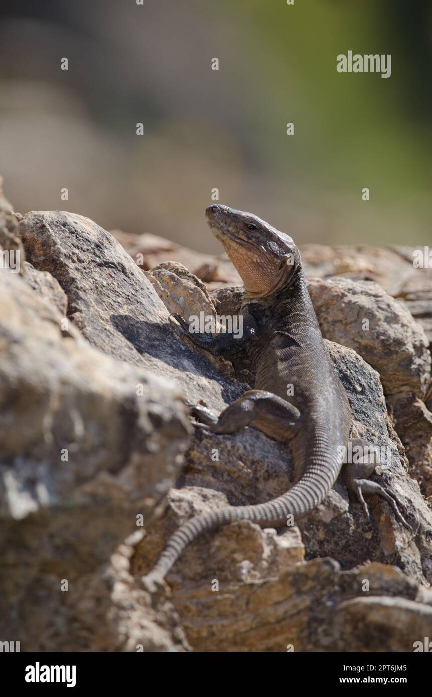 Gran Canaria giant lizard Gallotia stehlini. Male. Cruz de Pajonales ...