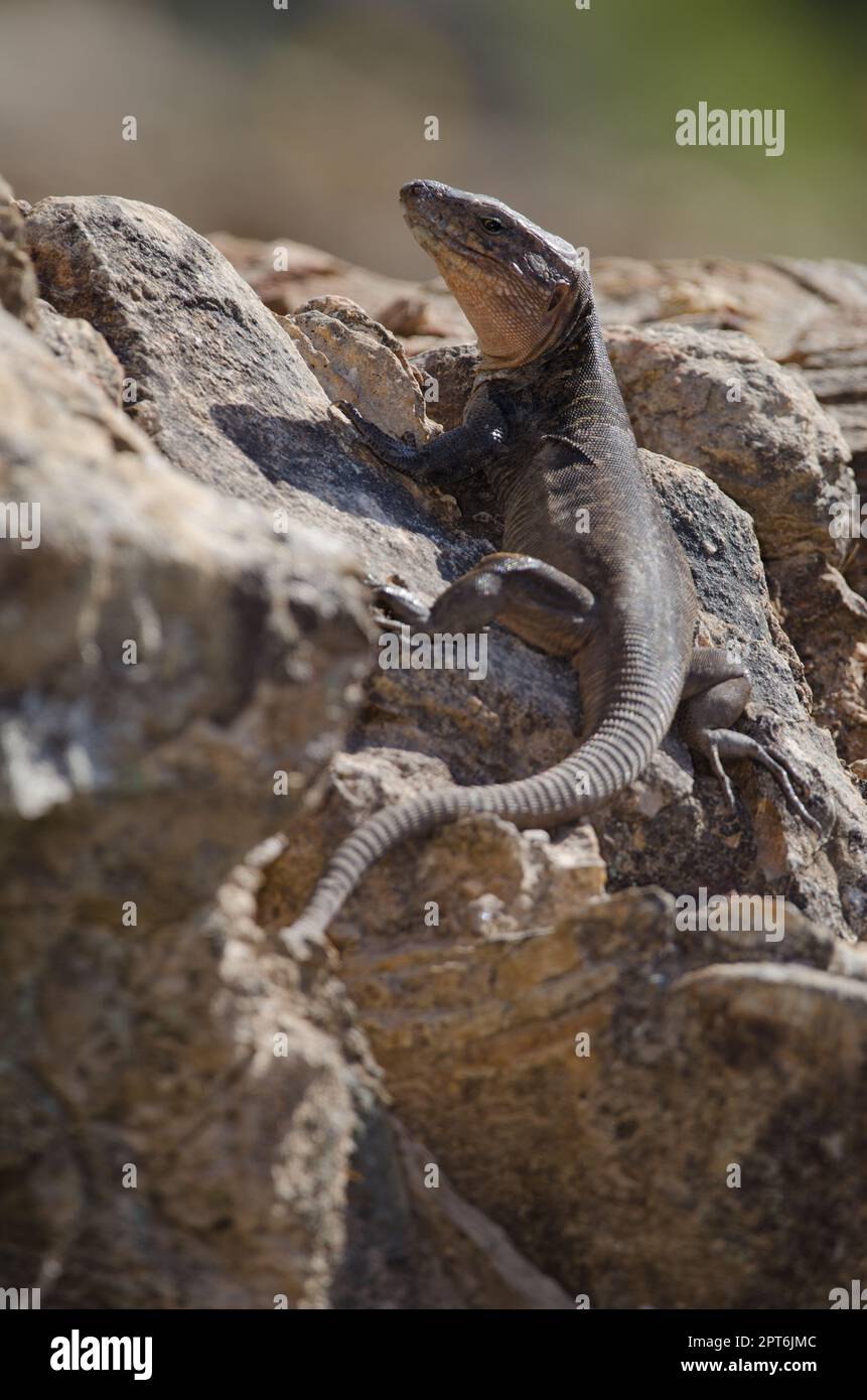 Gran Canaria giant lizard Gallotia stehlini. Male. Cruz de Pajonales ...