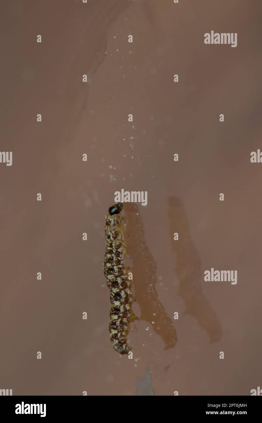 Caterpillars reflect hi-res stock photography and images - Alamy