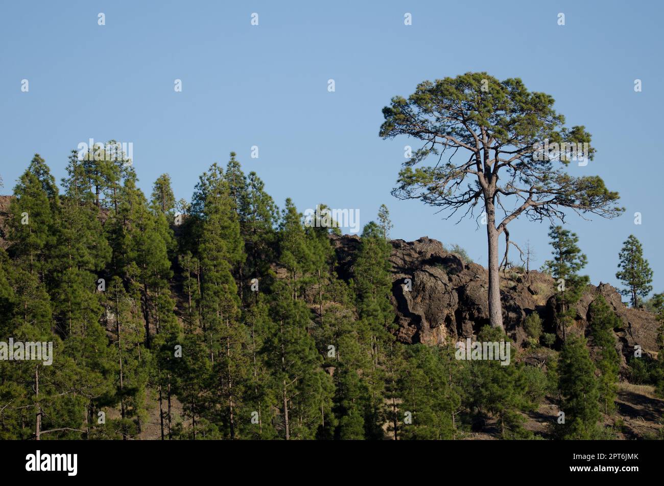 Forest of Canary Island pine Pinus canariensis. Integral Natural ...