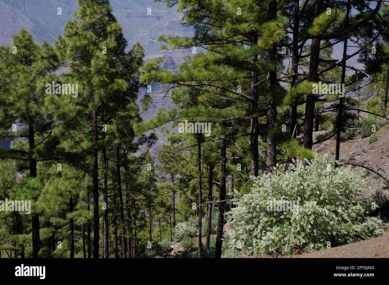 Forest of Canary Island pine Pinus canariensis and shrub Chamaecytisus ...