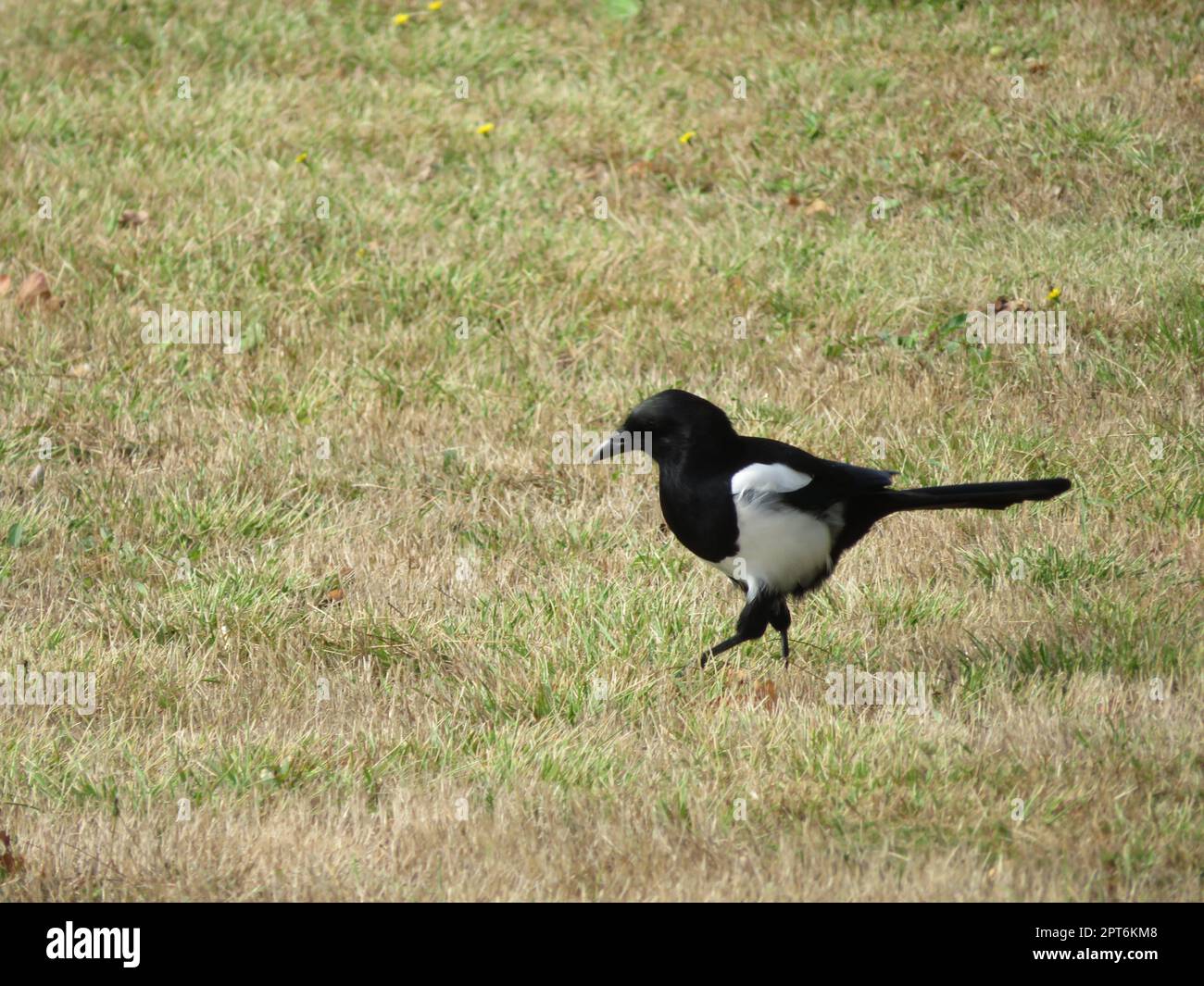 beautiful animal magpie bird scavenger black and white cunning Stock ...