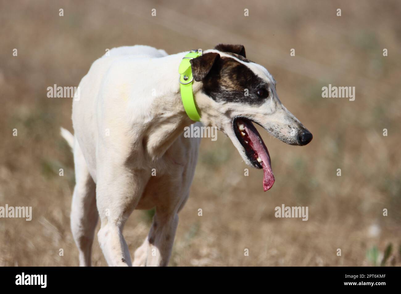 beautiful fast spanish greyhound dog energy hunting race Stock Photo ...