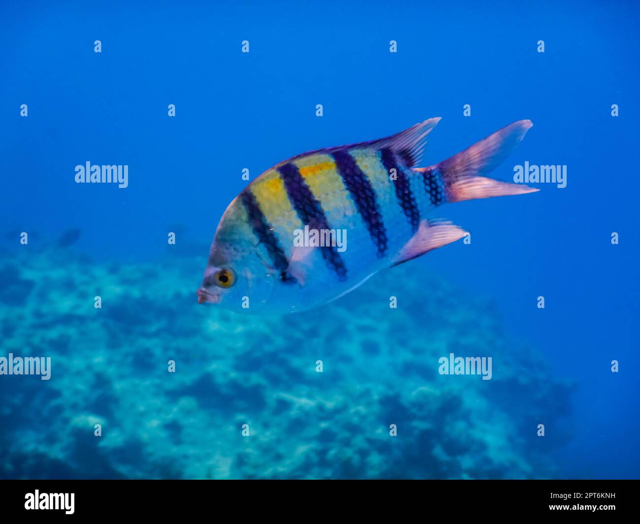 single indopazific sergeant fish portrati view in deep blue water Stock ...