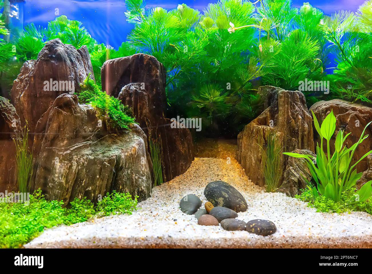 Underwater landscape nature forest style aquarium tank with a variety ...