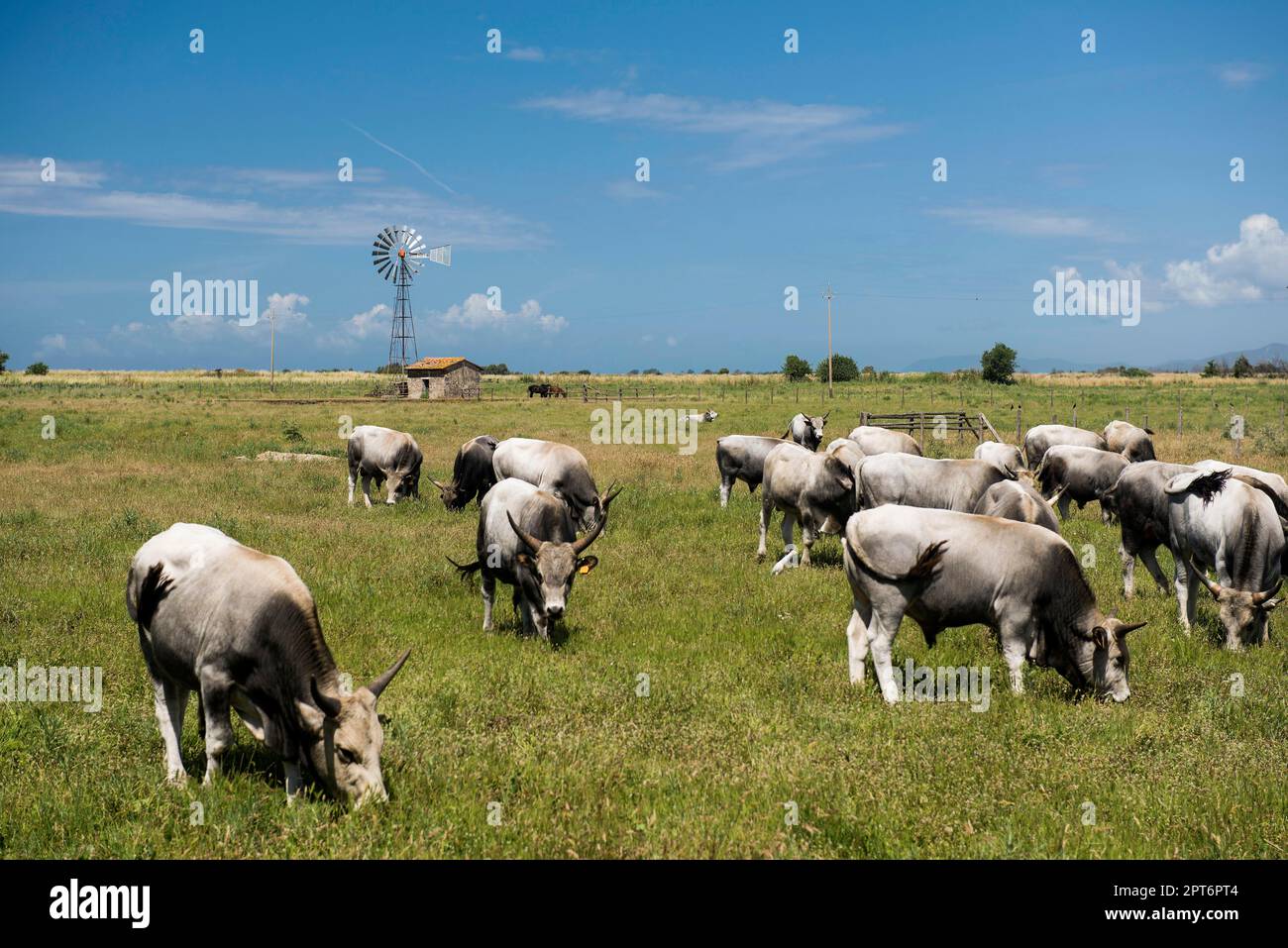 Cattle, Marina di Alberese, near Grosseto, Maremma, Province of Livorno ...