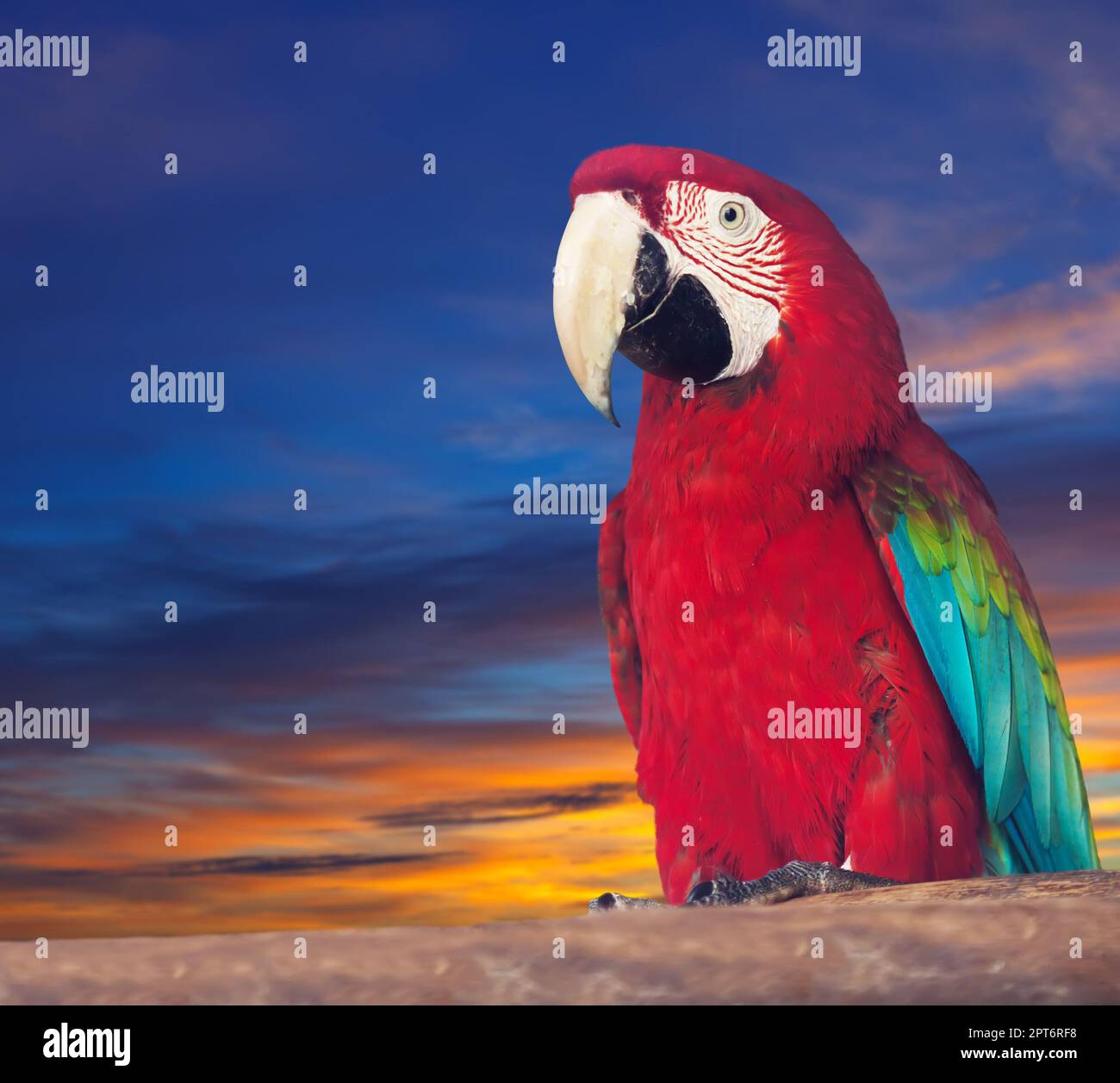 Portrait of Ara Stock Photo - Alamy