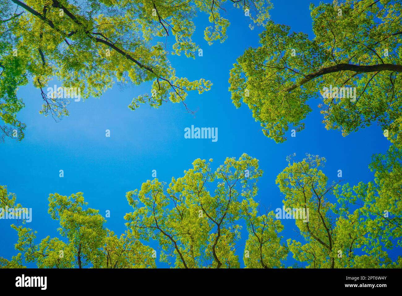 Image of fresh greenery and sunbeams. Shooting Location: Naka -ku ...