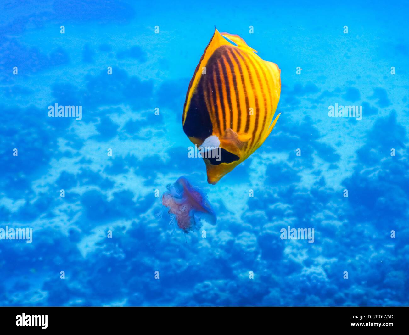 tobacco butterfly fish eat a jellyfish in blue seawater while diving on ...