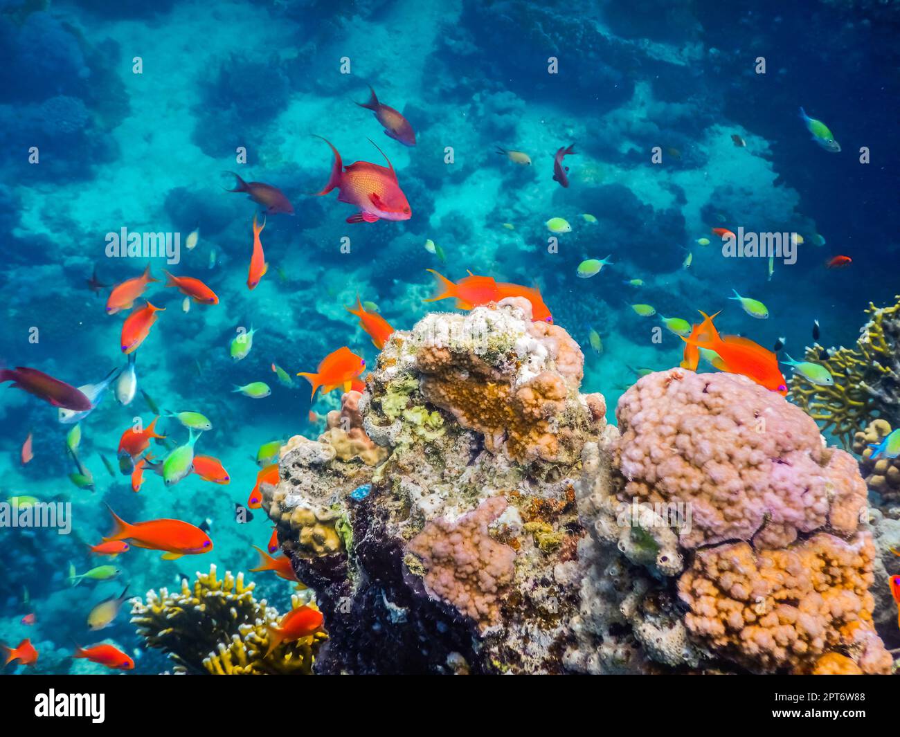 wonderful colorful fishes and corals in the red sea on vacation Stock ...