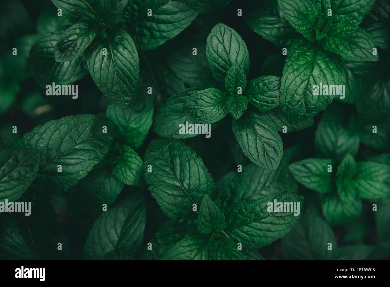 Green mint leaves pattern layout design. Ecology natural creative ...