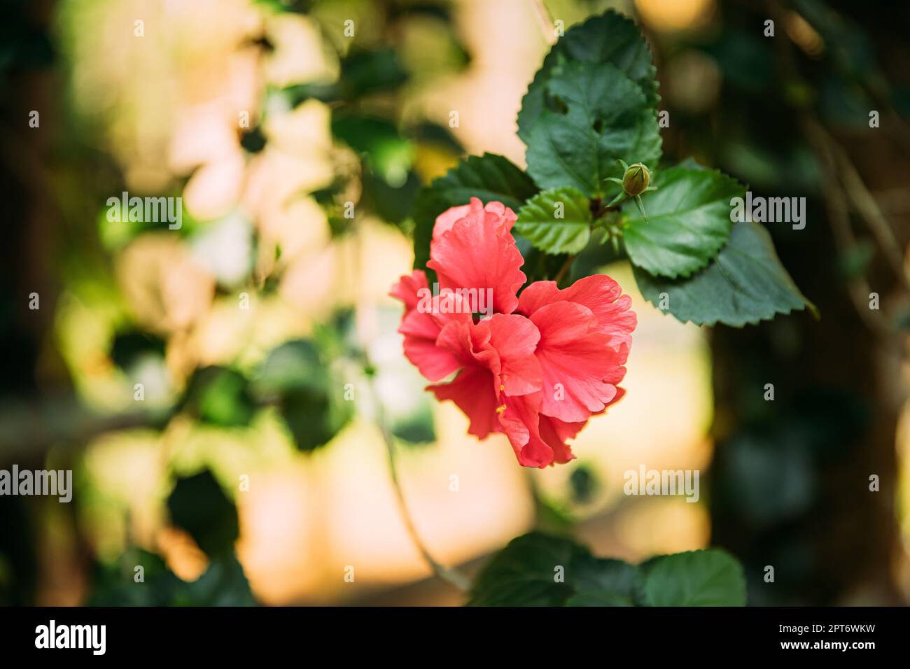 Goa, India. Close View Pink Flower Of Hibiscus Rosa-sinensis Stock ...